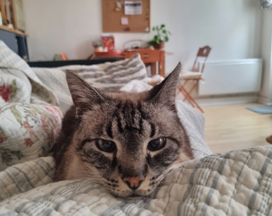 Les chats / Chatons à l’adoption – Association Planning-Chat